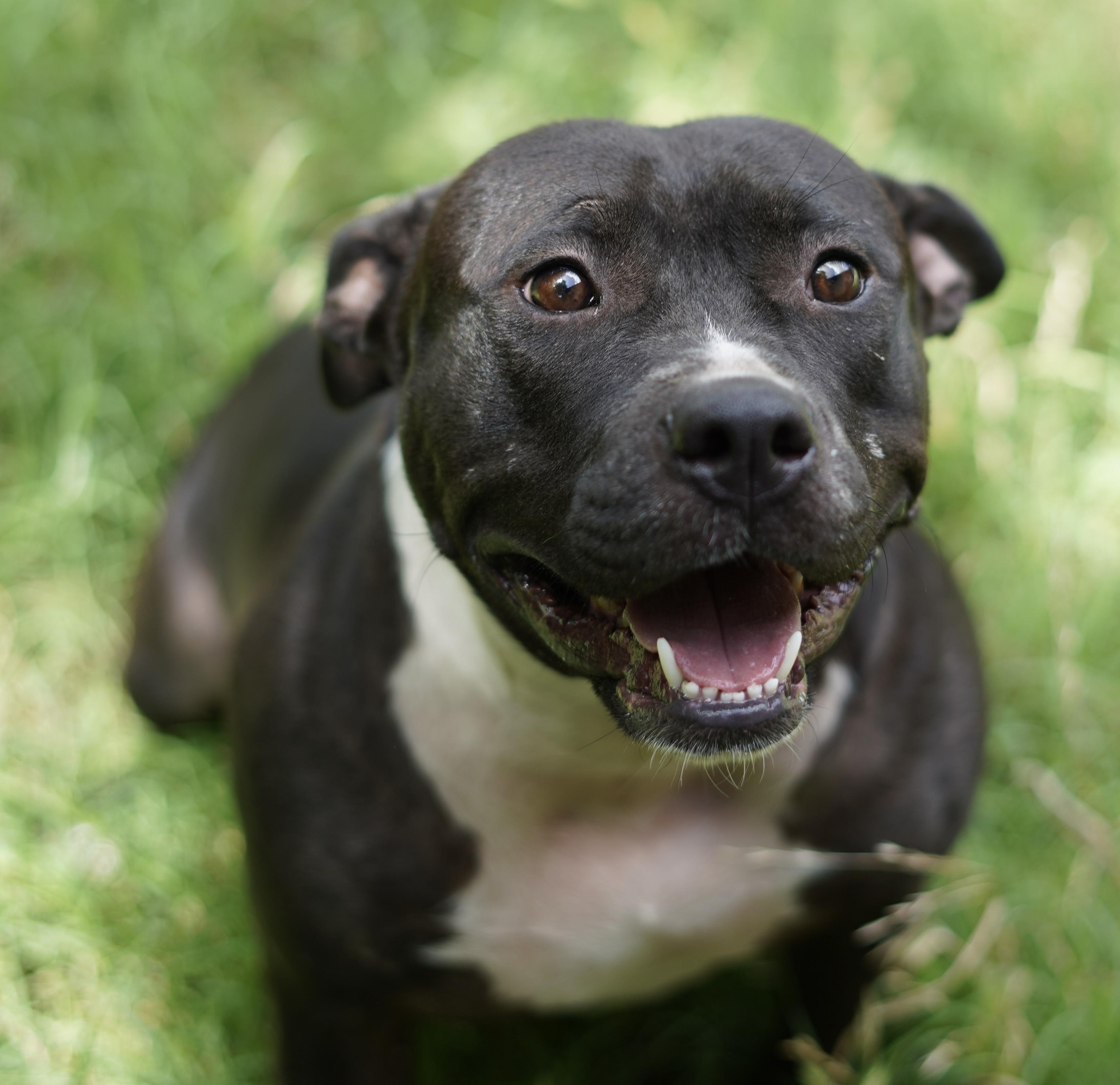 Dog for adoption - AllieGator, a Pit Bull Terrier Mix in Benton Harbor ...