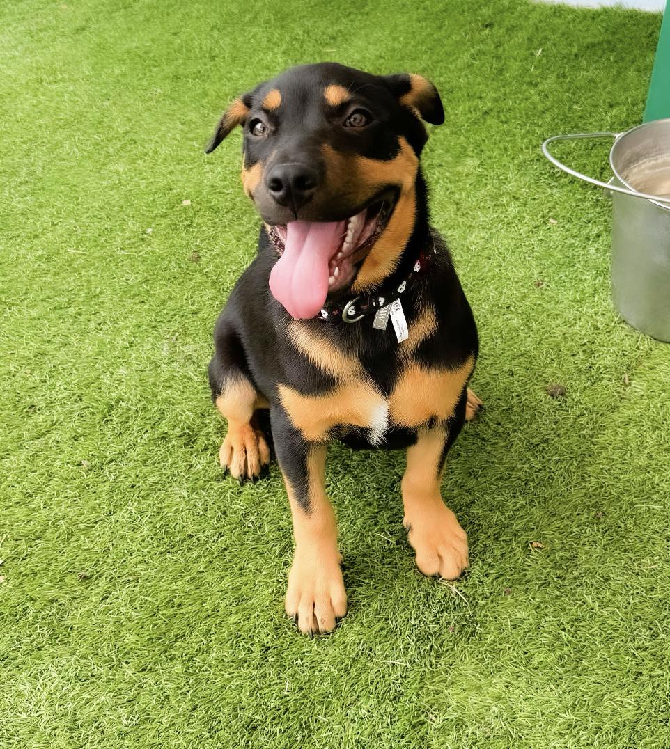 Dog for adoption - Lizzie, a Rottweiler Mix in Boston, MA | Petfinder