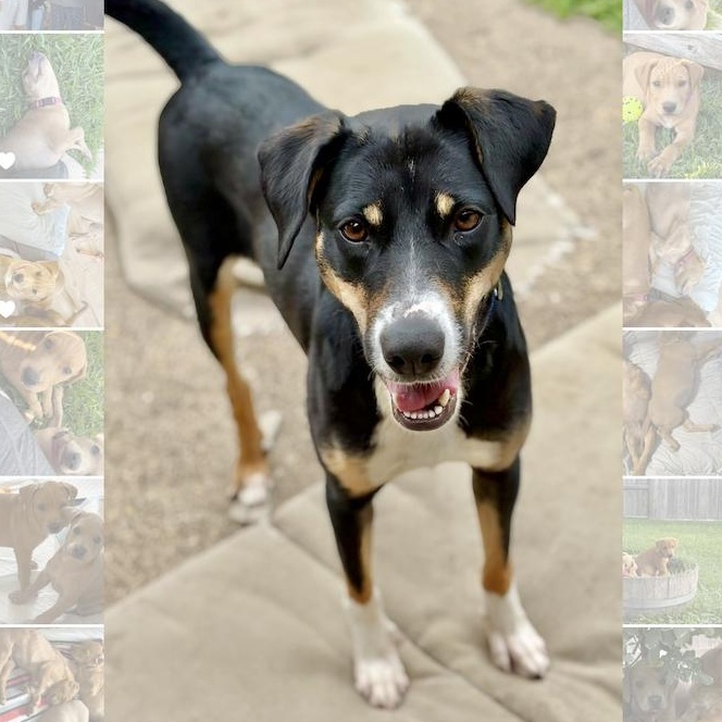 Dog for adoption - Arya, a Mixed Breed in Rochester, NY | Petfinder