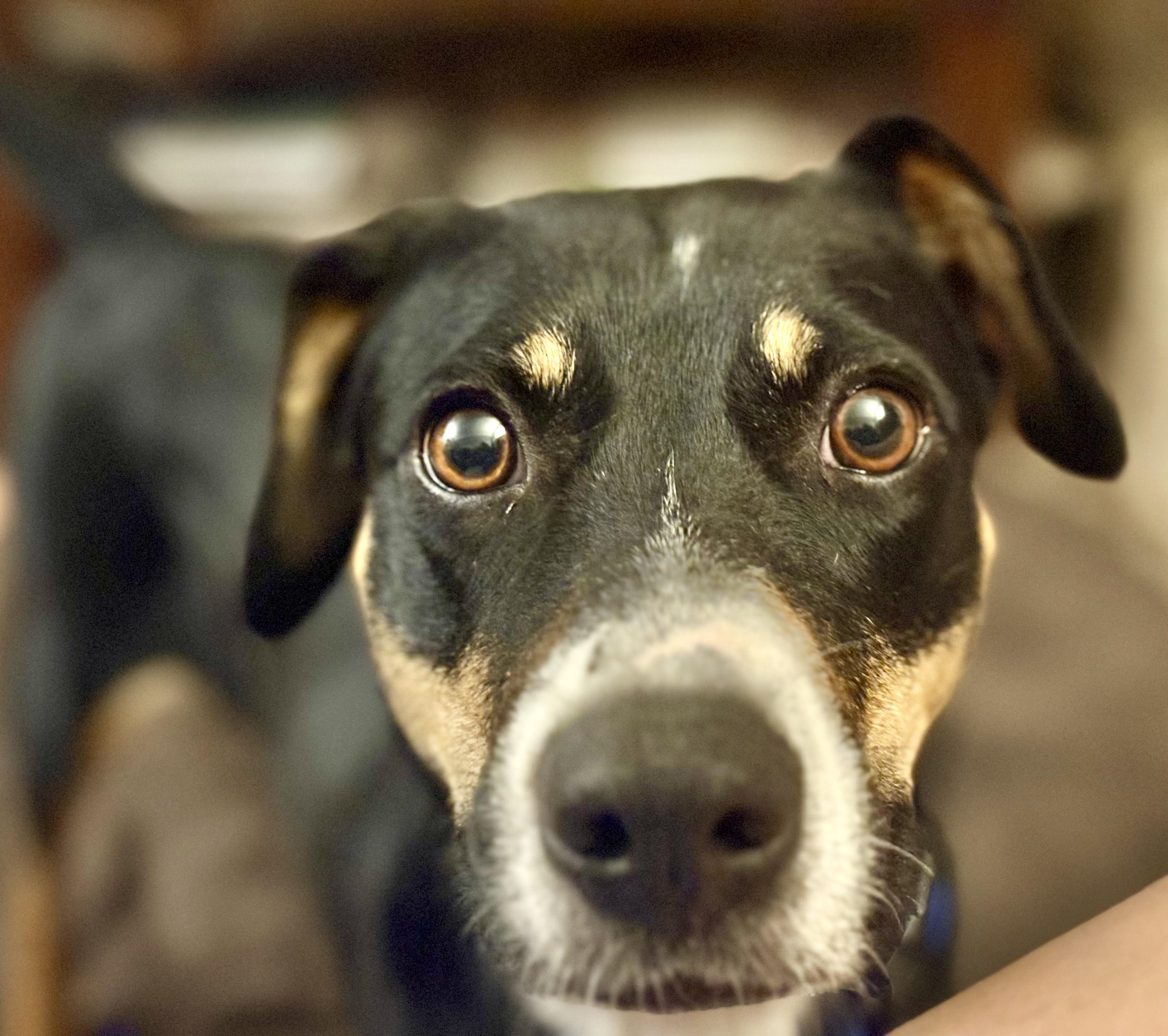 Dog for adoption - Arya, a Mixed Breed in Rochester, NY | Petfinder