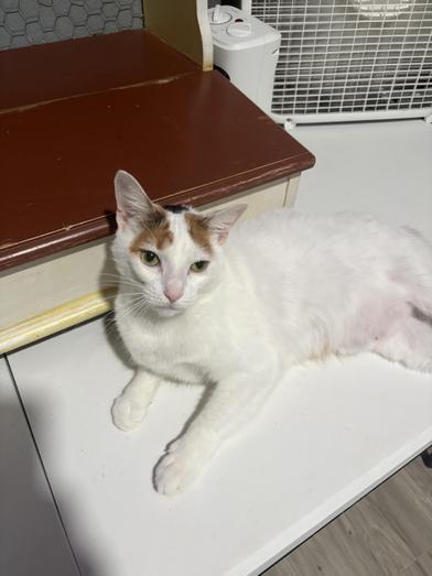 Cat for adoption - Meredith Grey, a Turkish Van & Calico Mix in ...