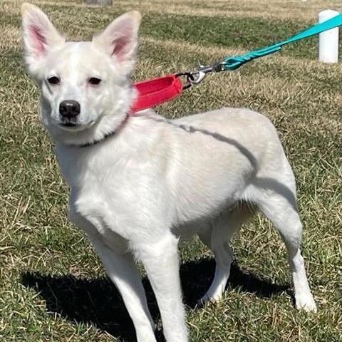 Dog for adoption - Callie, a Spitz & Border Collie Mix in ...