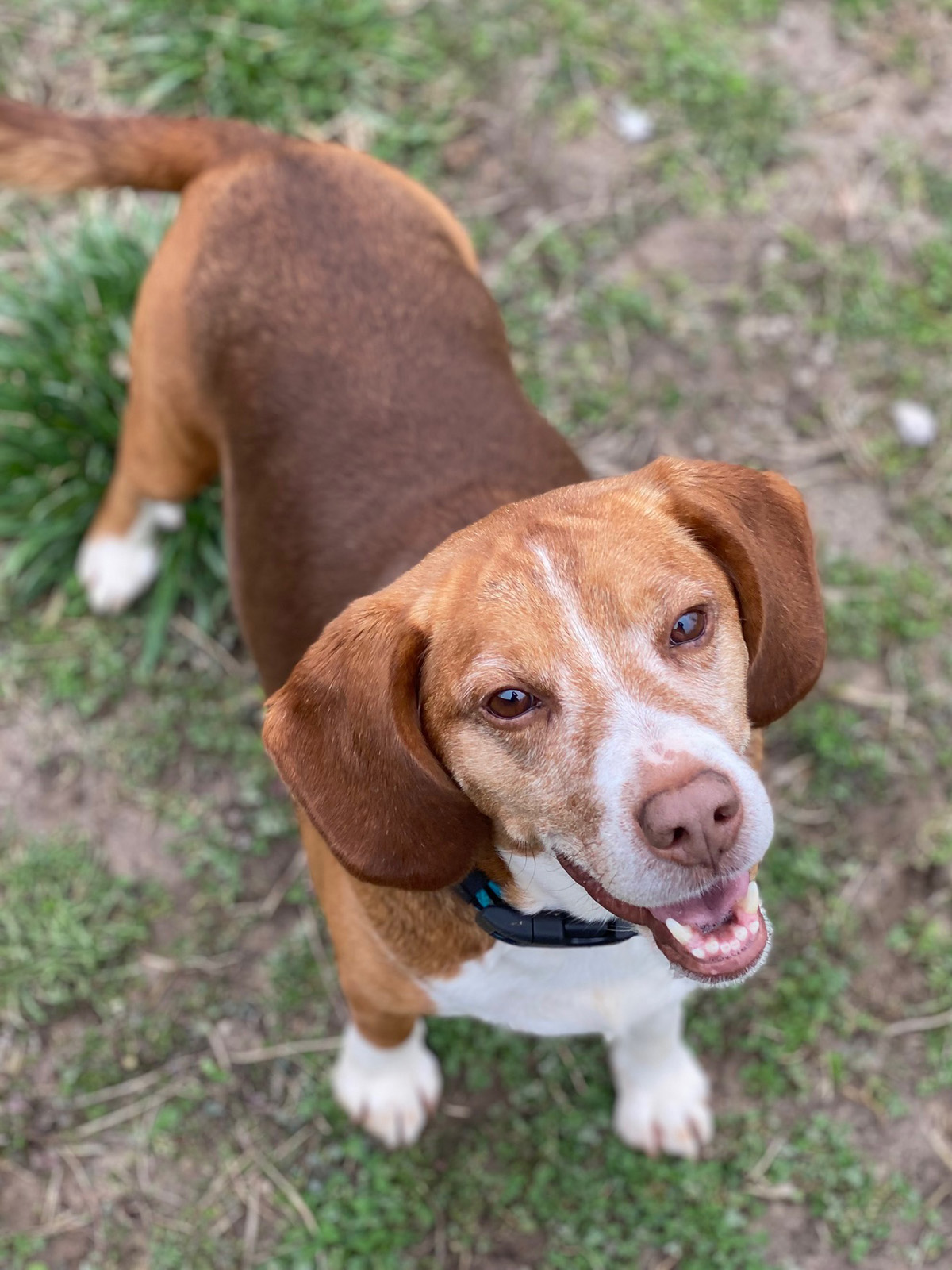 Dog for adoption - Red, a Beagle in Indianapolis, IN | Petfinder