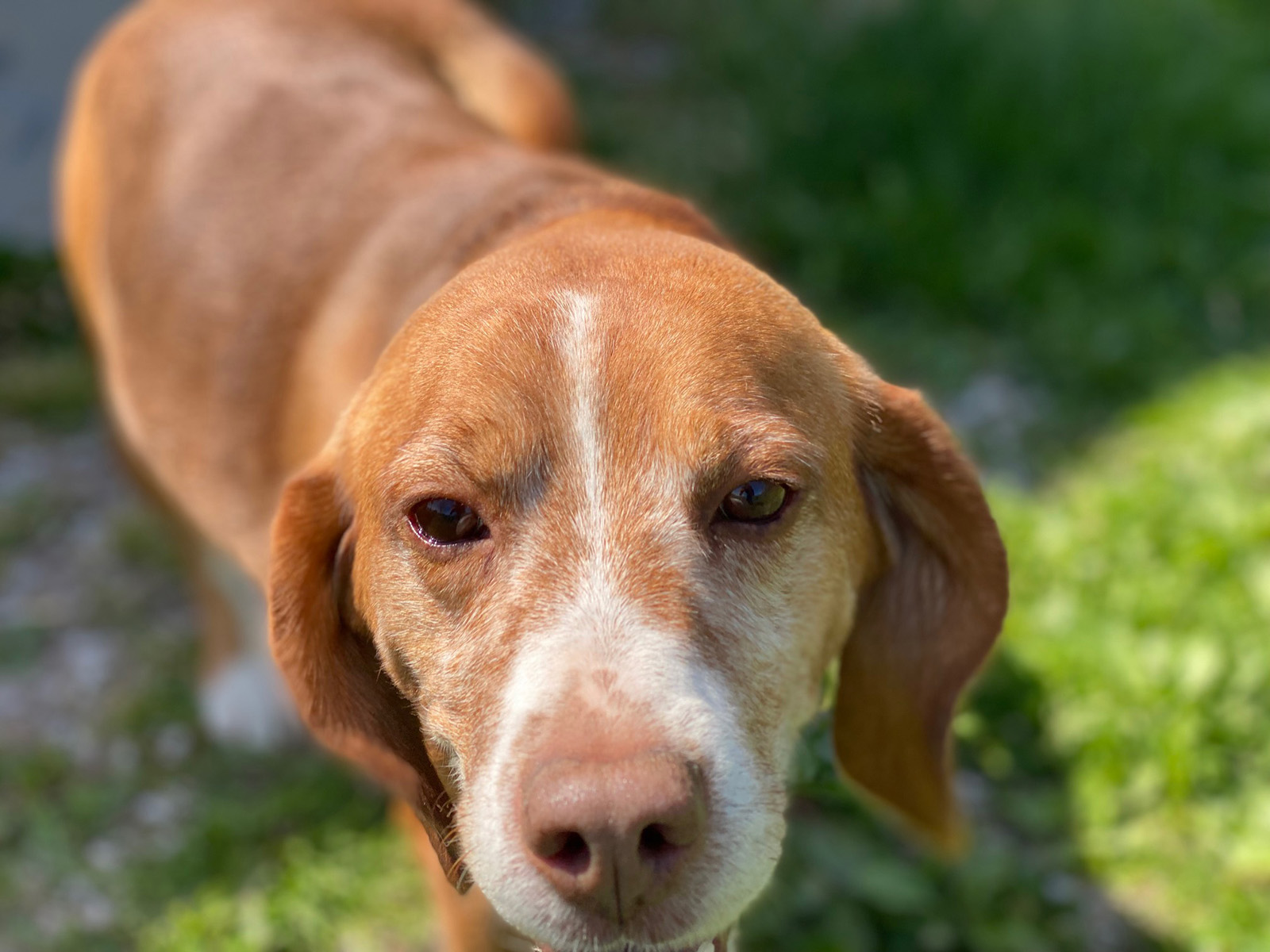 Dog for adoption - Red, a Beagle in Indianapolis, IN | Petfinder