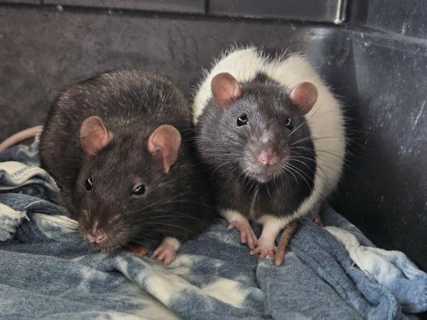 Rat for adoption - Mario & Luigi, a Rat in Bristol, CT | Petfinder