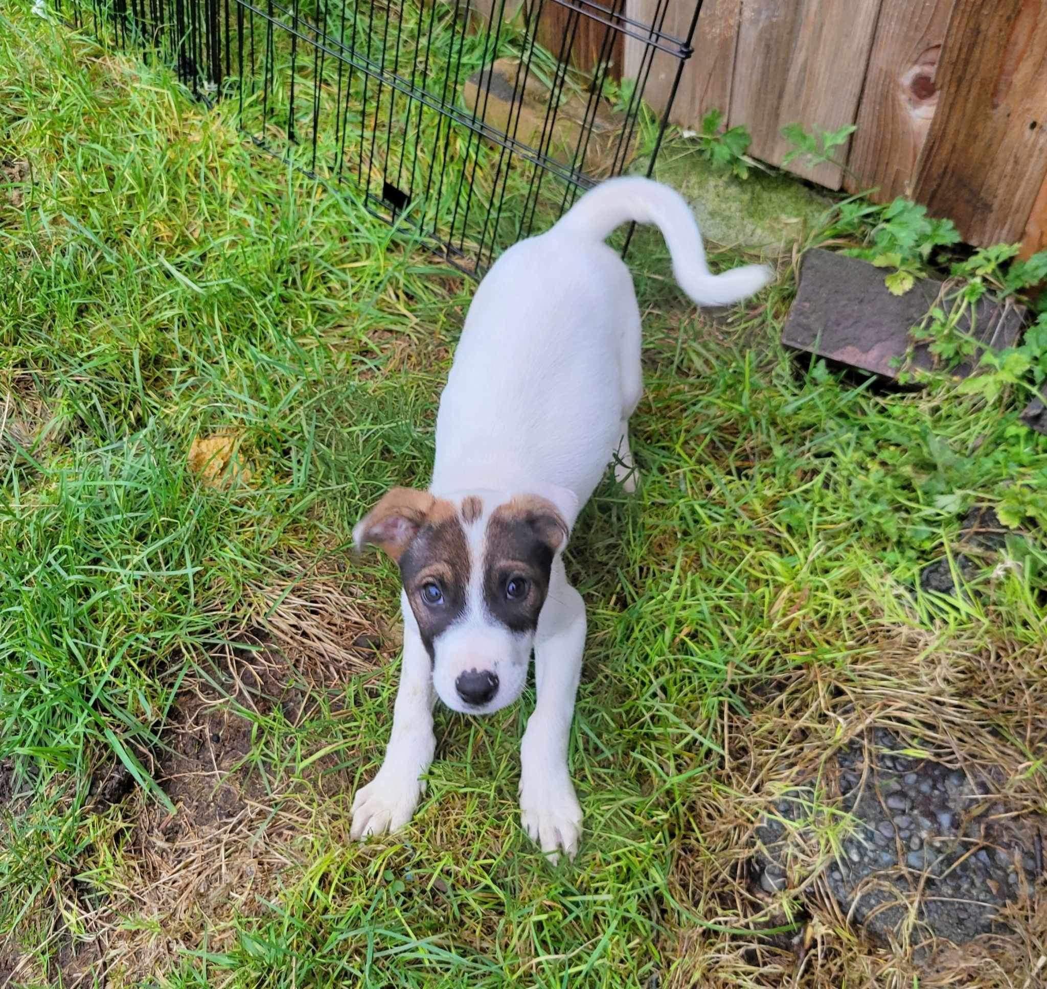 Dog for adoption - Marlow, a Mixed Breed in Puyallup, WA | Petfinder