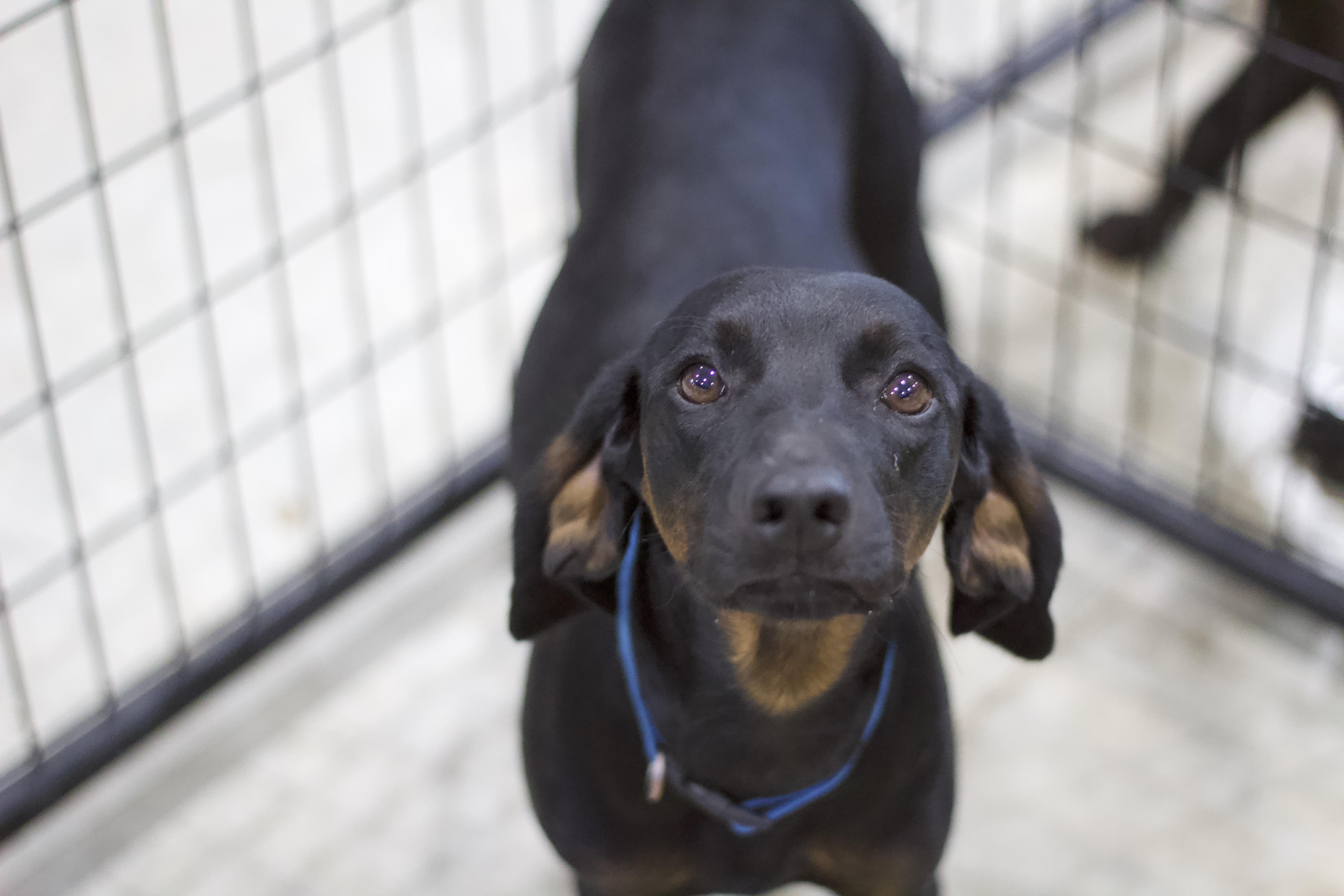 Dog for adoption - Koala, a Bavarian Mountain Hound in Ottumwa, IA ...