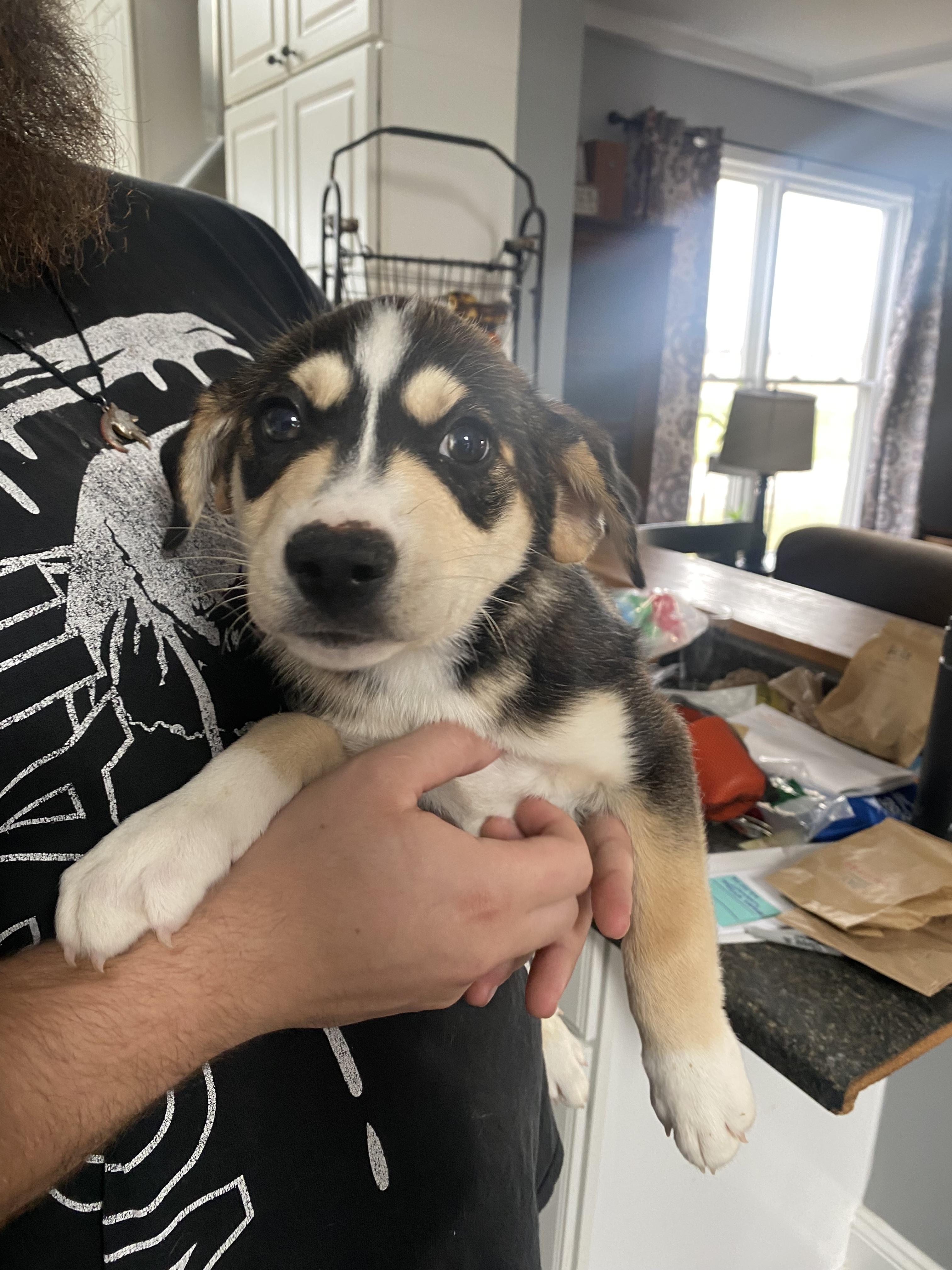 Dog for adoption - Turkey, a Husky & Labrador Retriever Mix in ...