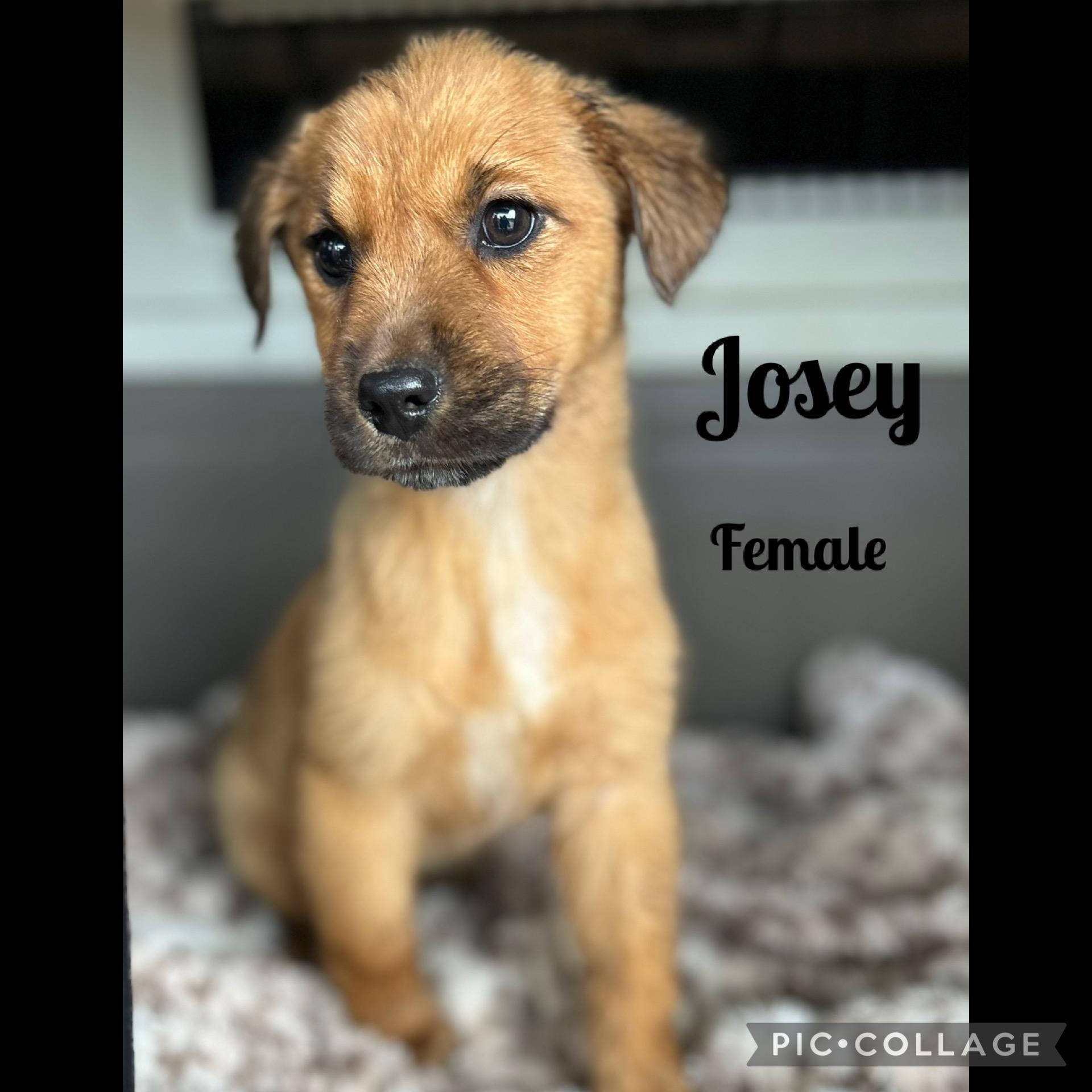 Dog for adoption - Josey, a Labrador Retriever in Manchester, CT ...