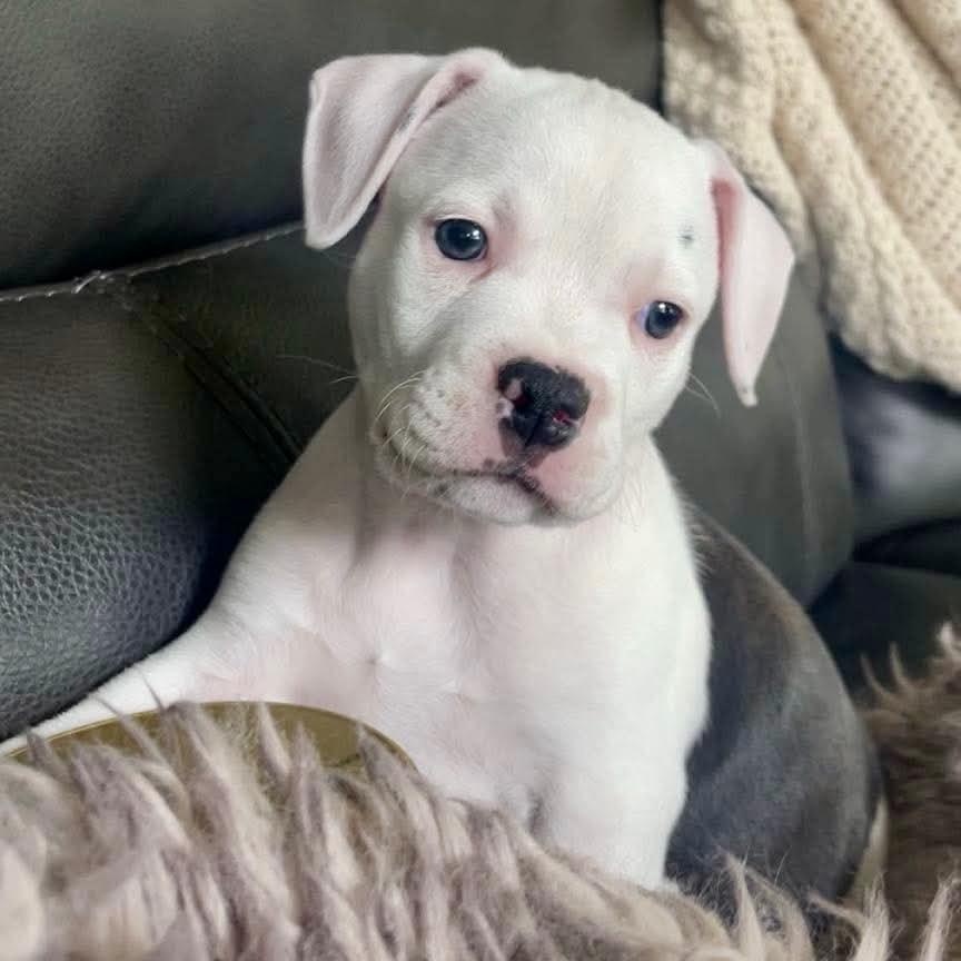 Dog for adoption - Dasha, a Pit Bull Terrier & Boxer Mix in O'Fallon ...