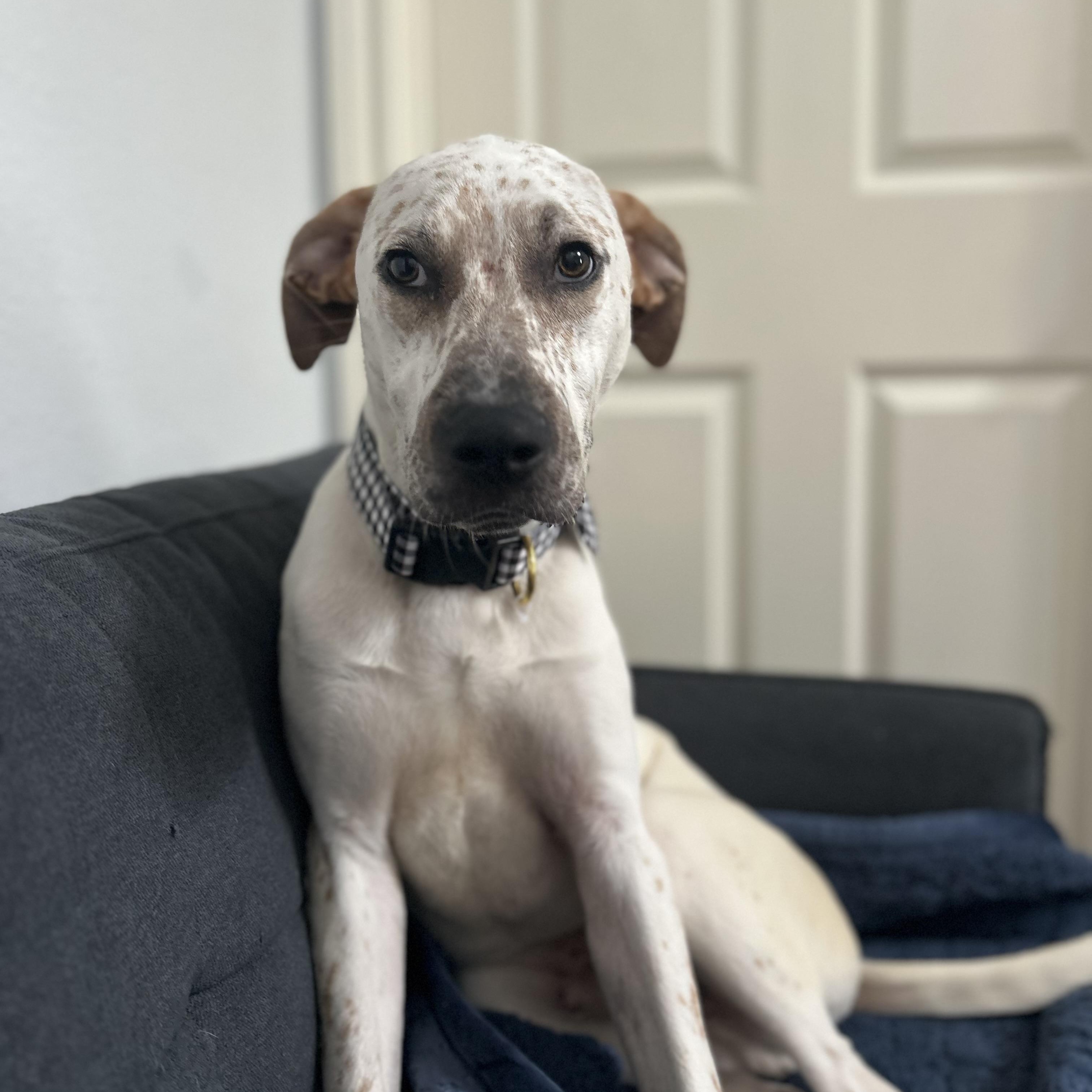 Dog for adoption - CODY, a Labrador Retriever & Pointer Mix in Clinton ...