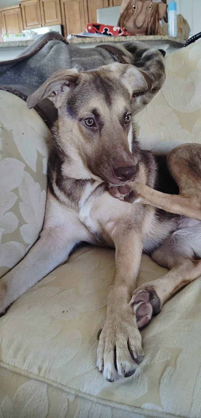 Dog for adoption - Meadow, a Labrador Retriever Mix in Myrtle Beach, SC ...