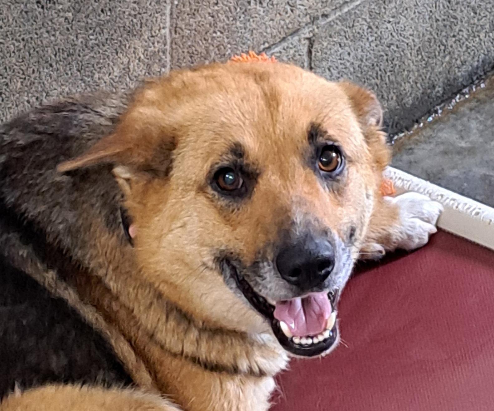 Dog for adoption - Luna, a German Shepherd Dog Mix in Lawrenceburg, KY ...