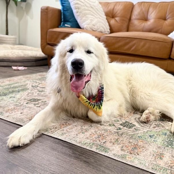 Dog for adoption - Lamby Lamb Chop Love and fluff, a Great Pyrenees ...