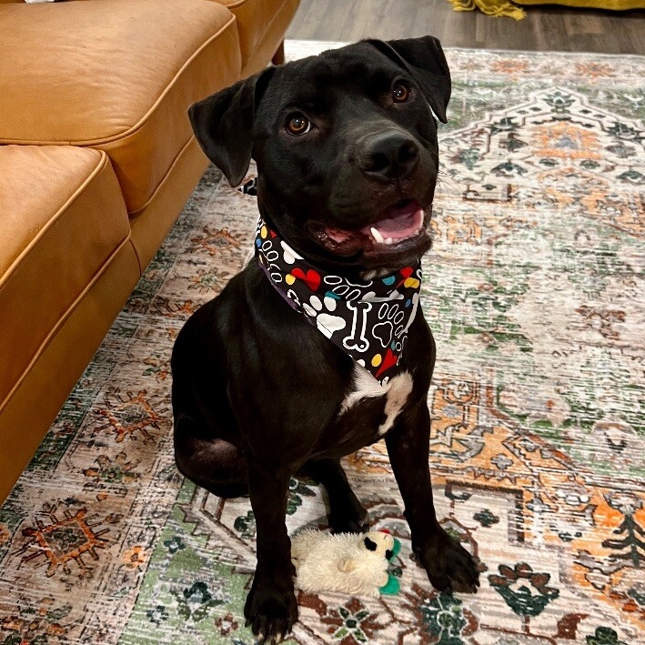 Dog for adoption - Derrick Ark, Fun Water Loving Boy, a Pit Bull ...