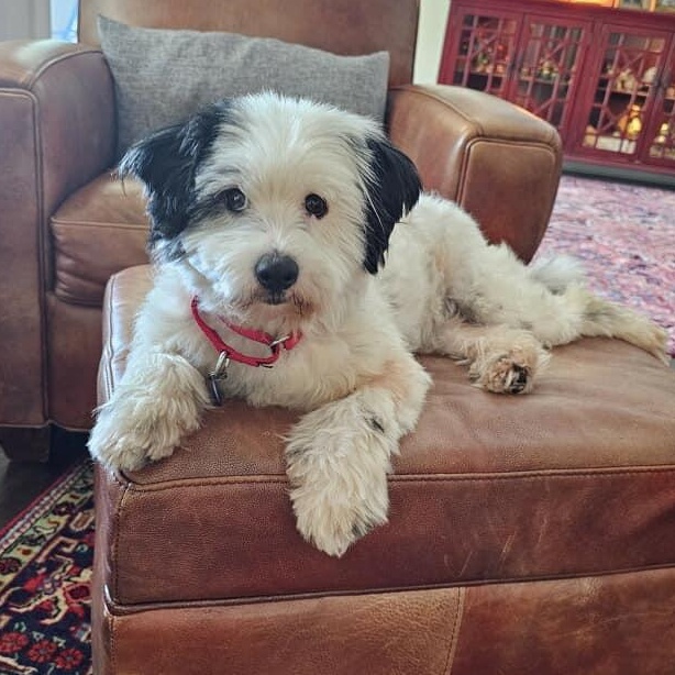 Dog for adoption - Snoopy, a Schnauzer & Poodle Mix in Redmond, WA ...