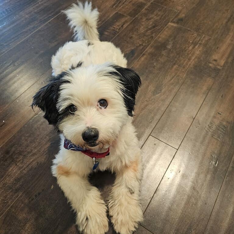 Dog for adoption - Snoopy, a Schnauzer & Poodle Mix in Redmond, WA ...