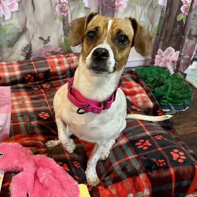 Dog for adoption - Saphie, a Jack Russell Terrier in Towson, MD | Petfinder