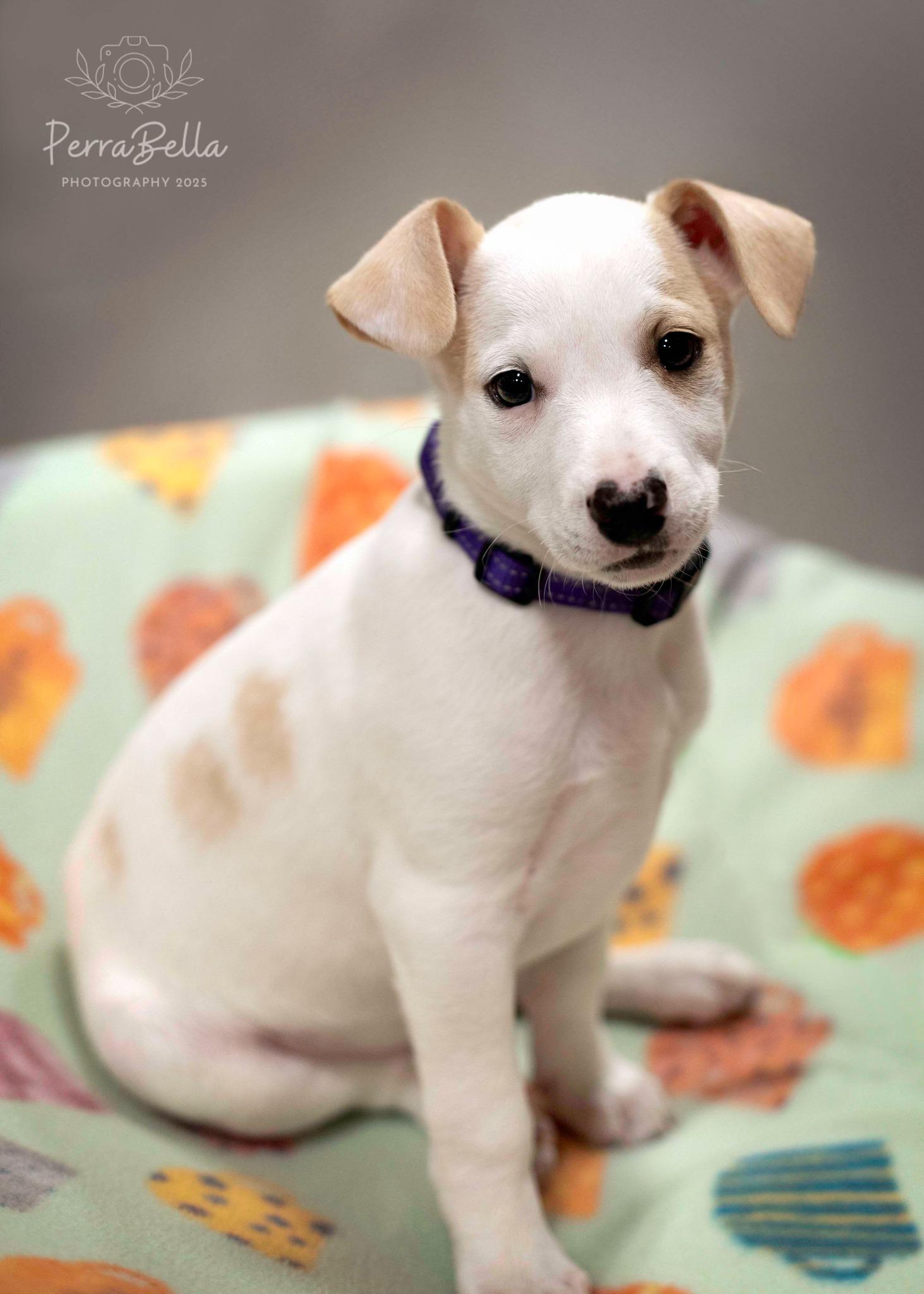 Dog for adoption - Prancer, a Chihuahua Mix in West Richland, WA ...