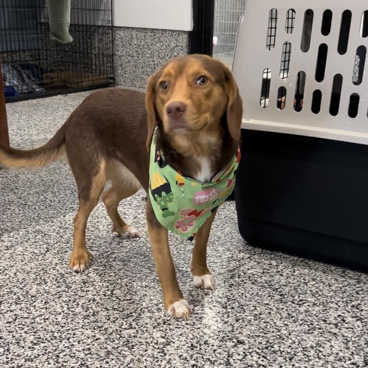 Dog for adoption - Sparkle Pony, a Beagle Mix in Salem, IN | Petfinder