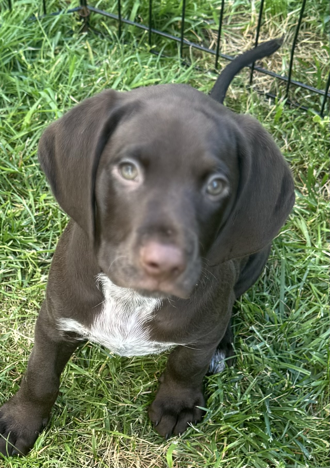 Dog for adoption - Nick, a German Shorthaired Pointer in Philadelphia ...