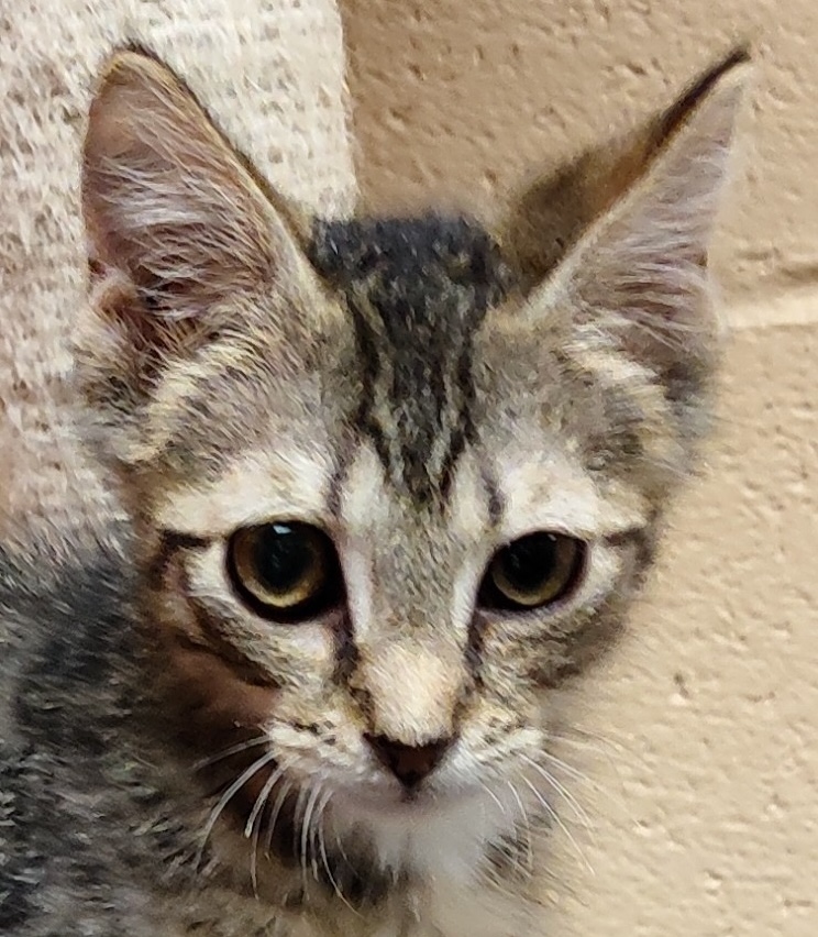 Available Cats and Kittens - Johnston County Animal Protection League ...