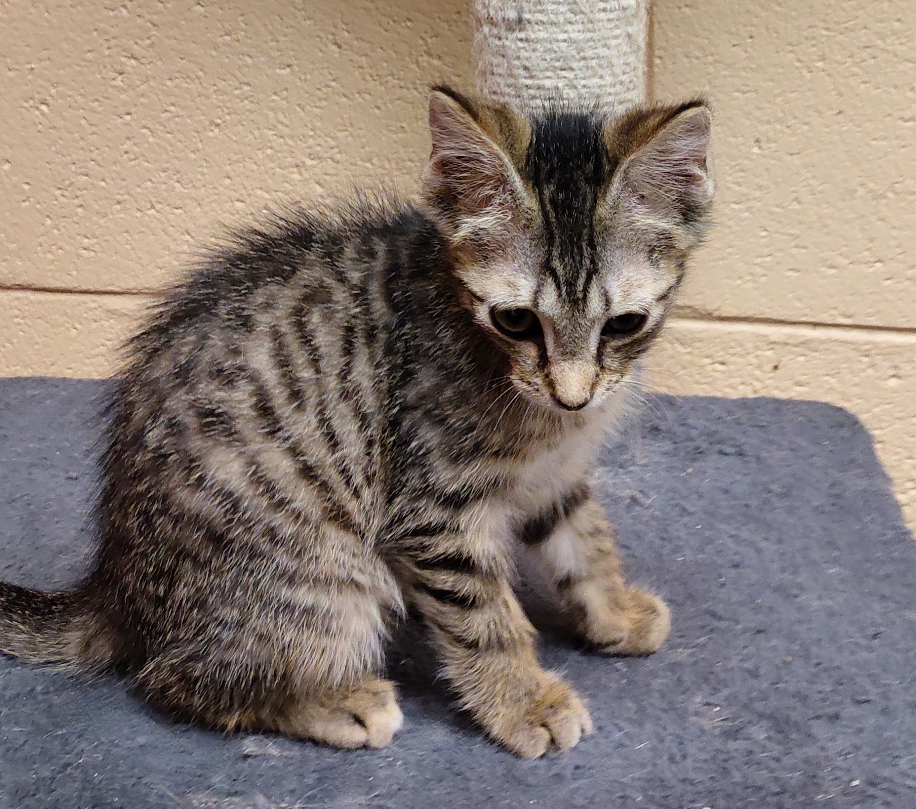 Available Cats and Kittens - Johnston County Animal Protection League ...