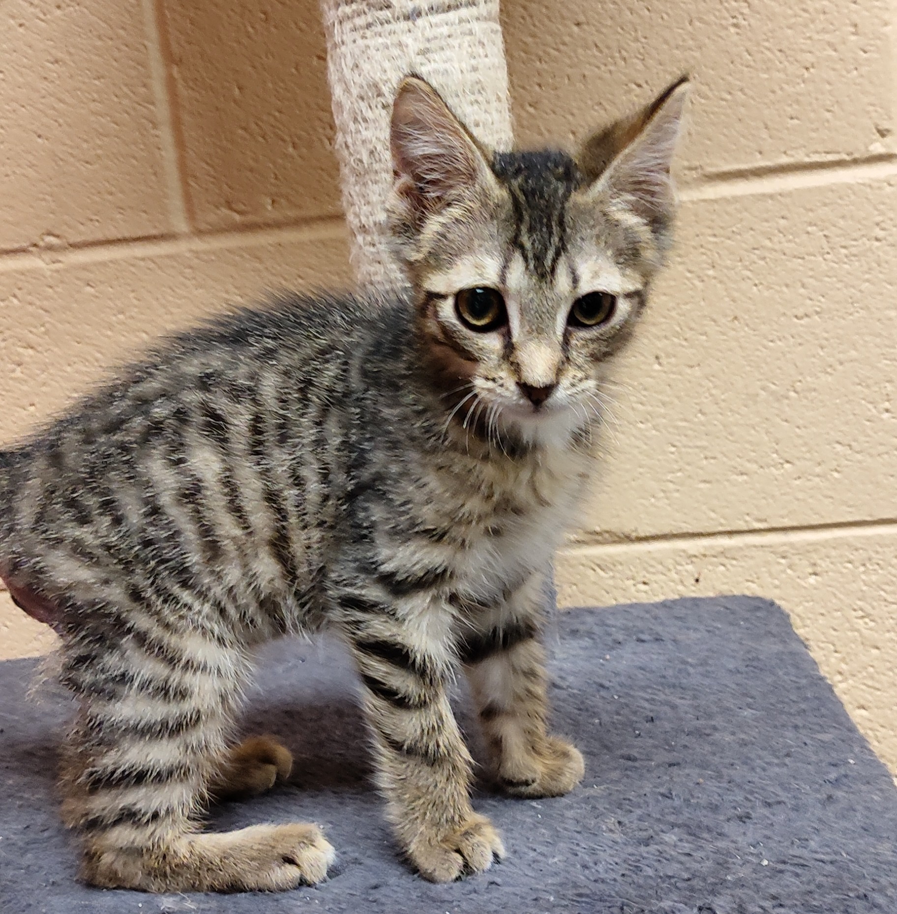 Available Cats and Kittens - Johnston County Animal Protection League ...