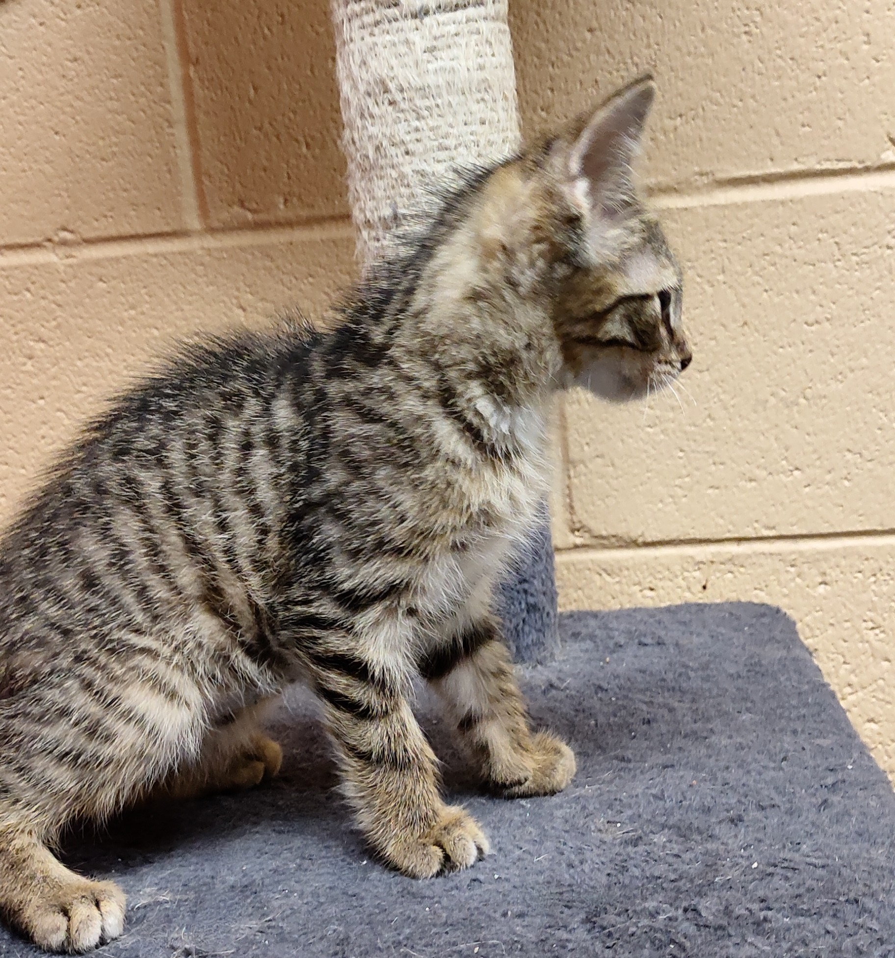 Available Cats and Kittens - Johnston County Animal Protection League ...