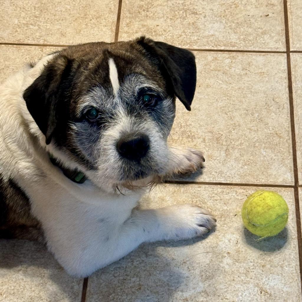 Dog for adoption - O'Malley, a Wirehaired Terrier & Basset Hound Mix in ...