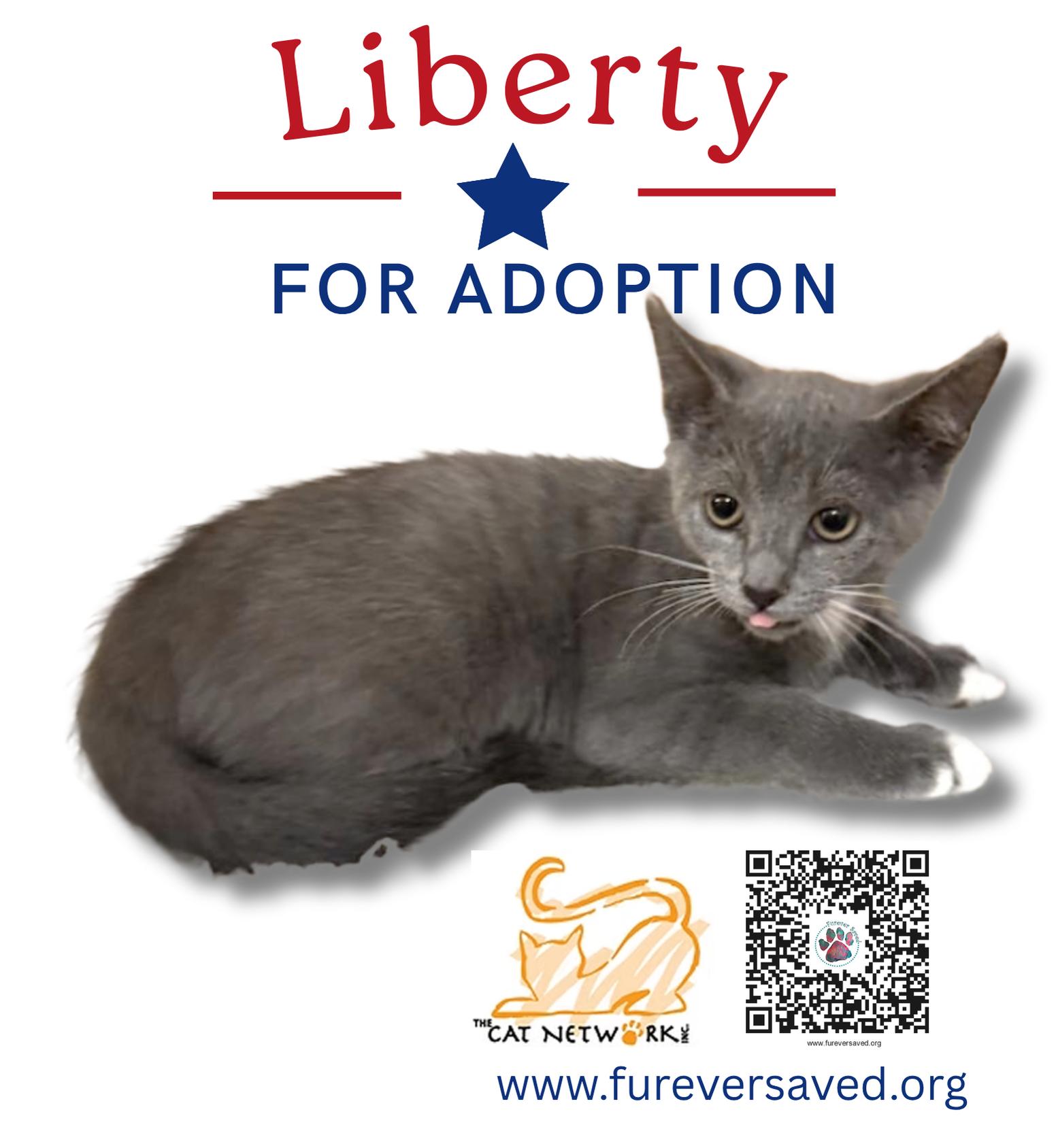 Cat for adoption - Liberty, a Domestic Short Hair in Killingly, CT ...