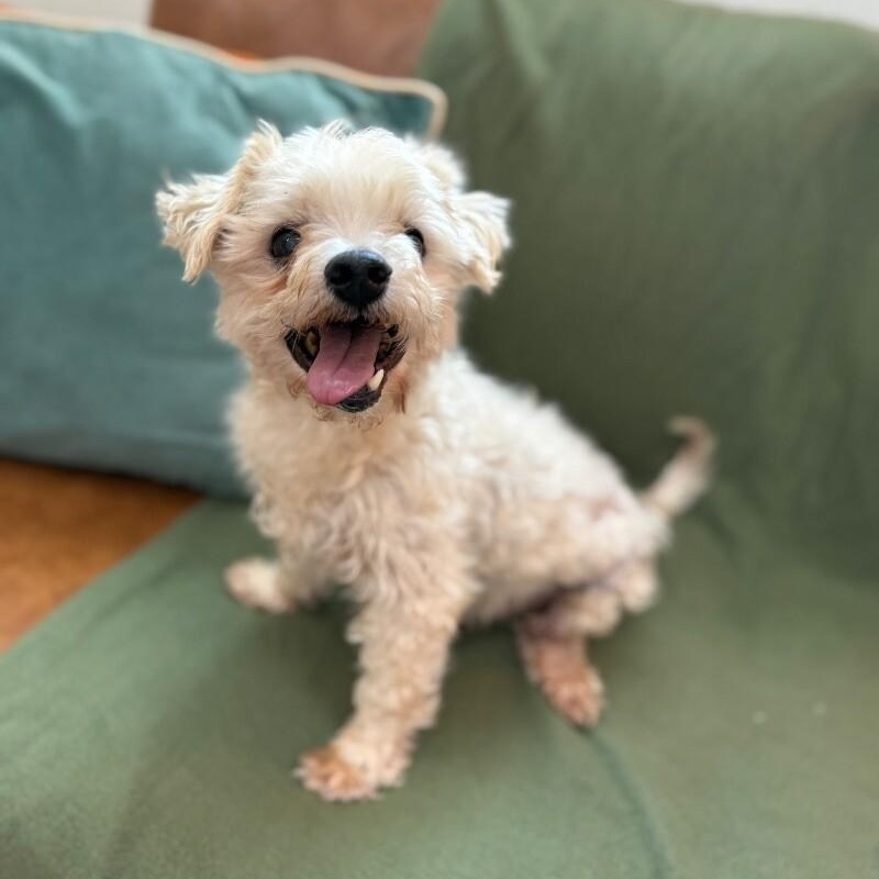 Dog for adoption - Ronnie Roo, a Shih Tzu & Miniature Poodle Mix in ...