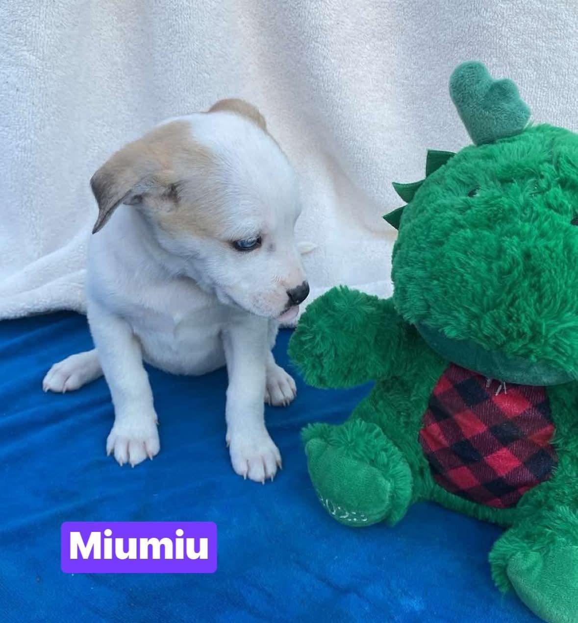 Dog for adoption - Miu Miu, a Mixed Breed in Puyallup, WA | Petfinder