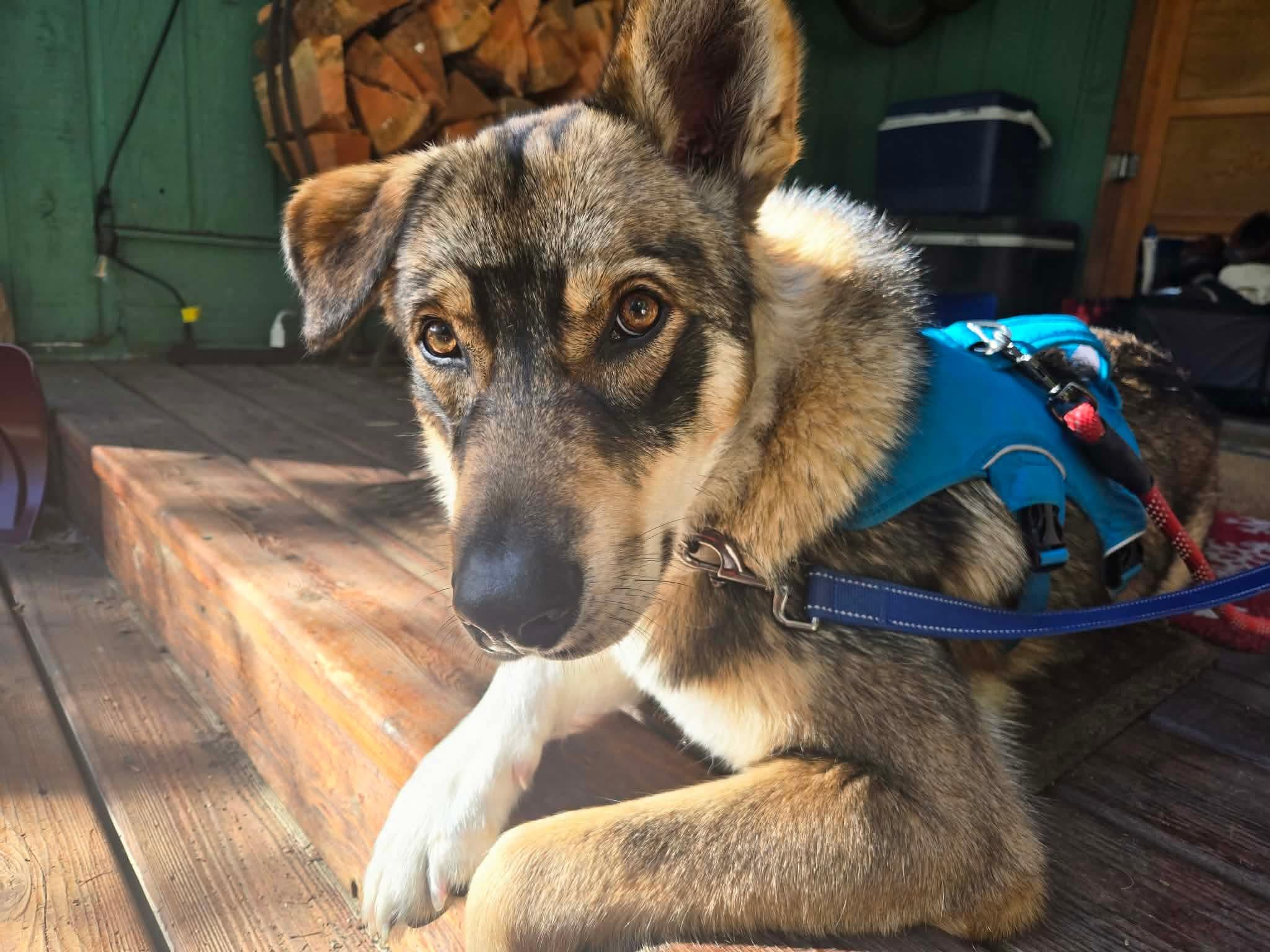 Jimmy - Adoptable Pet | Petfinder | Petfinder