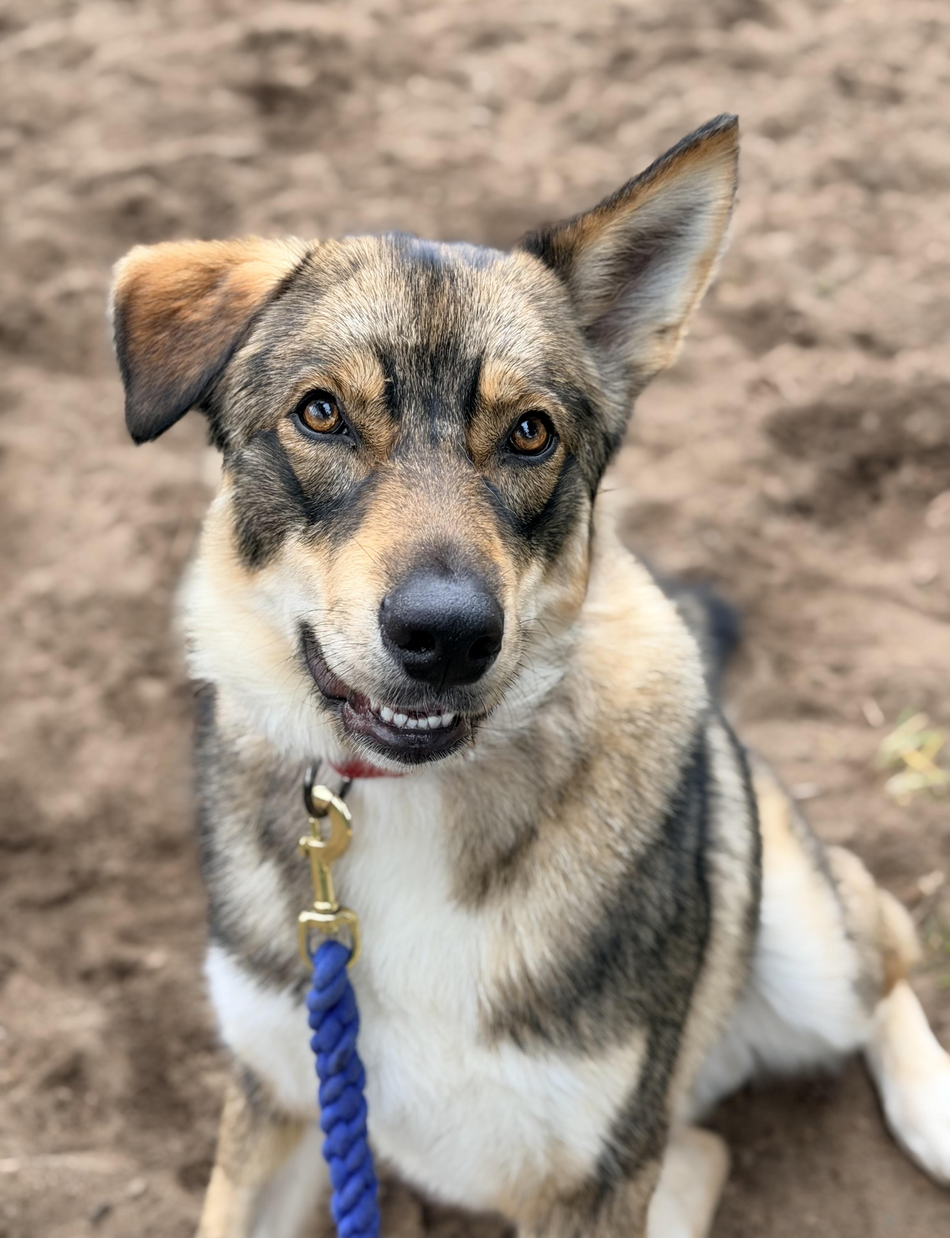 Jimmy - Adoptable Pet | Petfinder | Petfinder