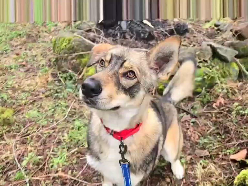 Jimmy - Adoptable Pet | Petfinder | Petfinder