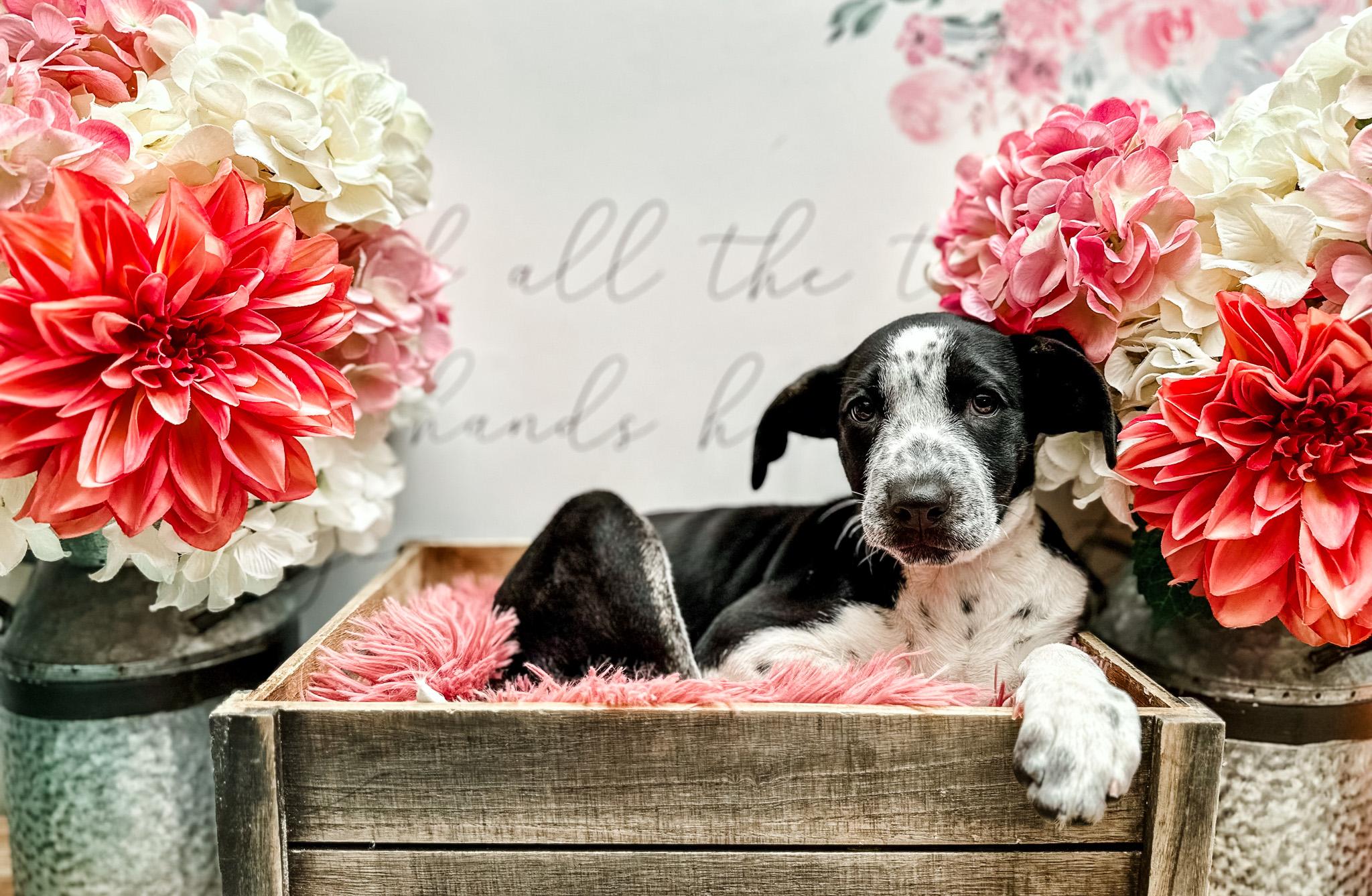 Dog for adoption - Macadamia, an English Pointer Mix in Newberg, OR ...