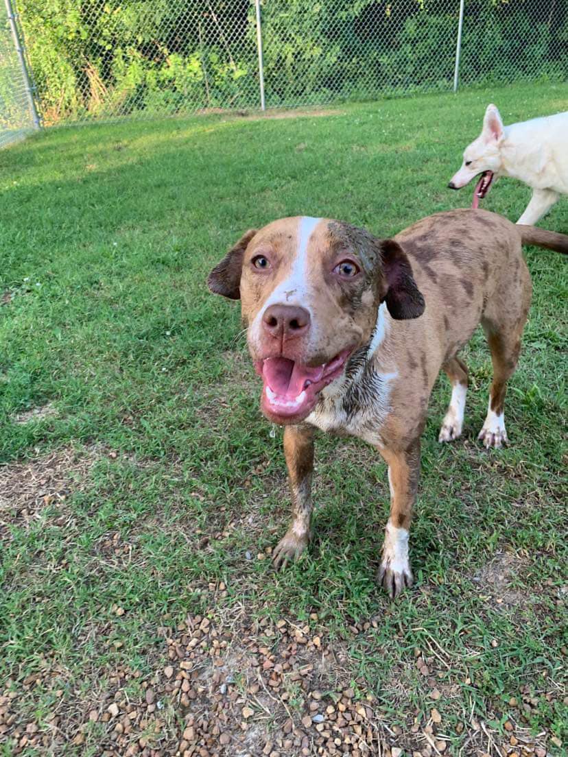 Dog for adoption - Stella Starlett, a Catahoula Leopard Dog Mix in ...
