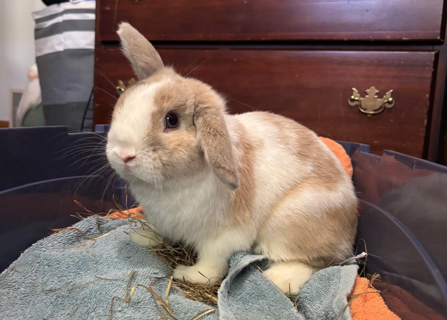 Rabbit for adoption - Gus, a Bunny Rabbit Mix in Utica, NY | Petfinder