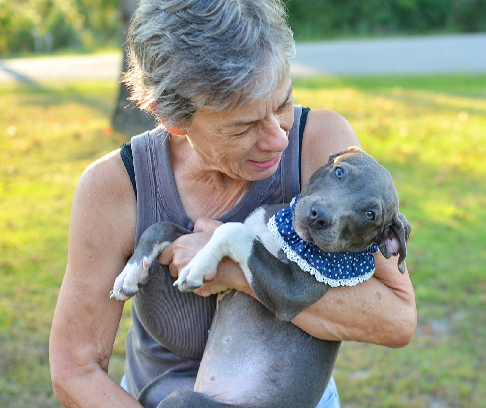 Dog for adoption - Jewel, an American Staffordshire Terrier Mix in ...