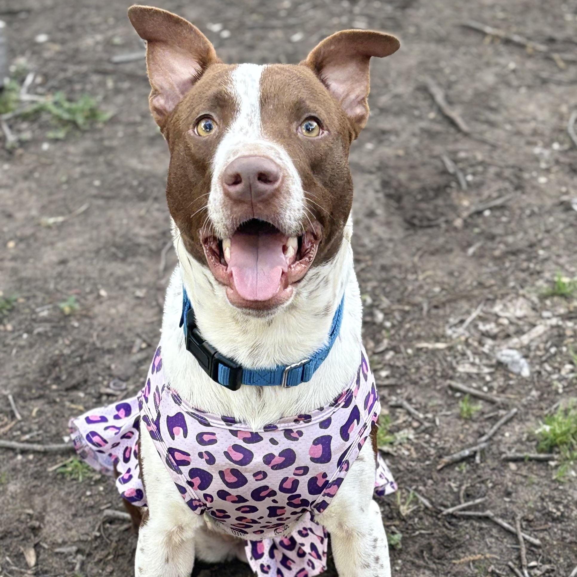 Dog for adoption - Lucy, a German Shorthaired Pointer Mix in White ...