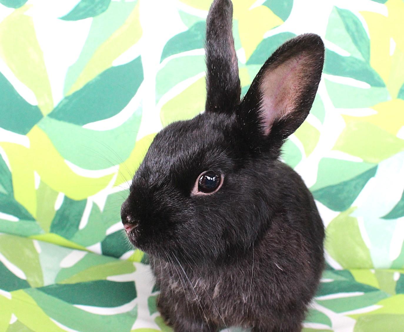 Rabbit for adoption - Sadie, an American in Hillside, NJ | Petfinder