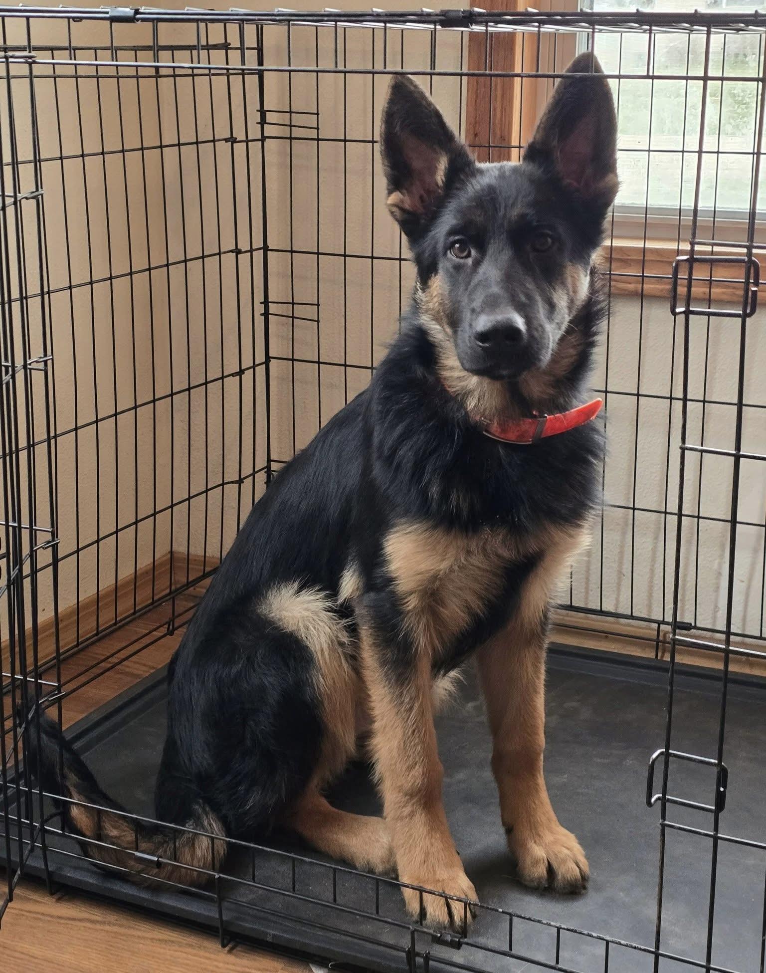 Dog for adoption - Jazzy’s Sister (in foster), a German Shepherd Dog in ...