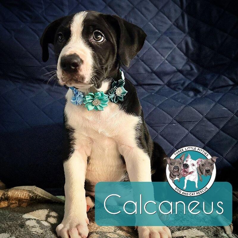 Dog for adoption - Calcaneus Bones, a Labrador Retriever & Catahoula ...