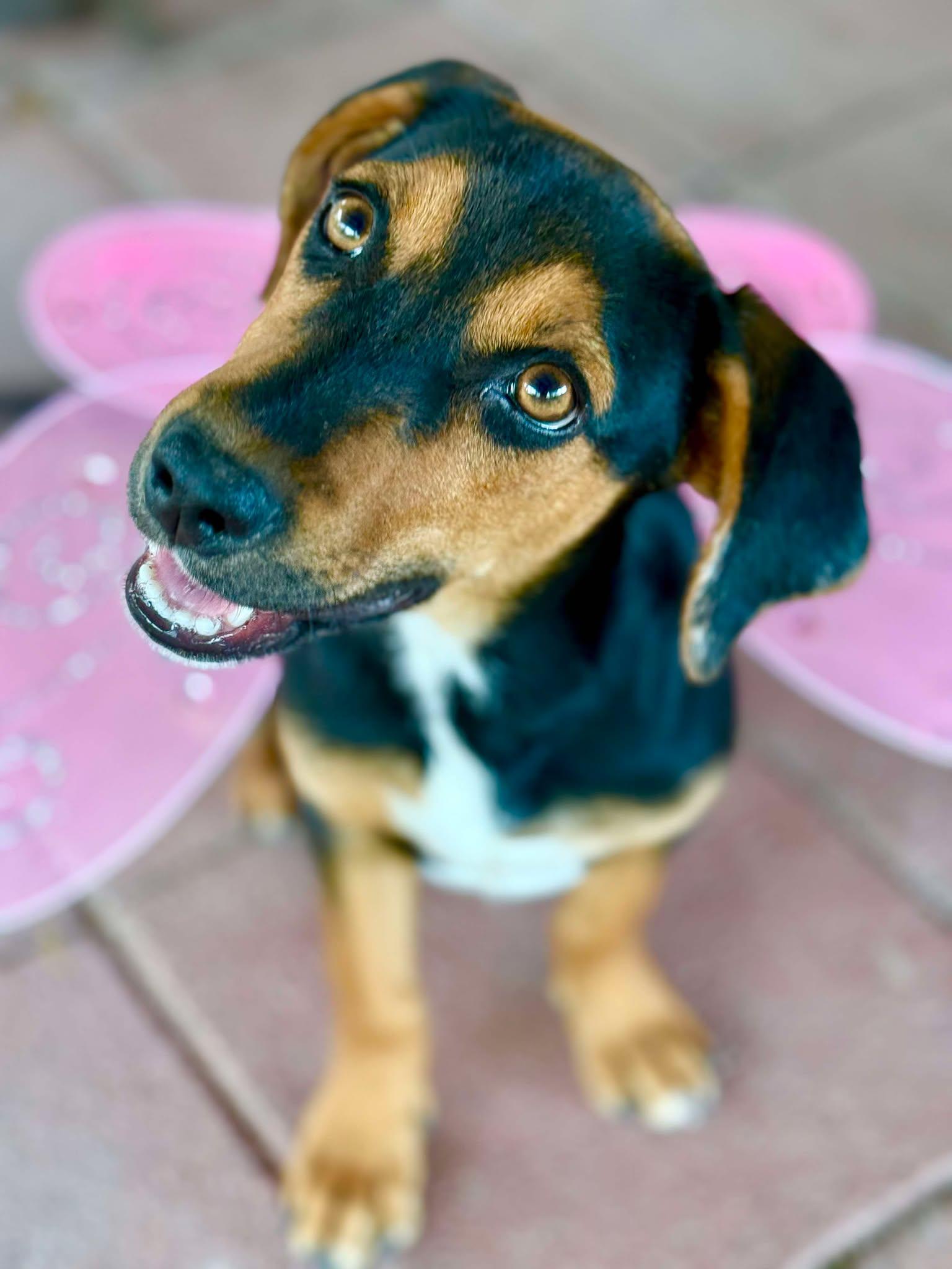 Dog for adoption - Milly, a Shepherd Mix in Sanger, TX | Petfinder