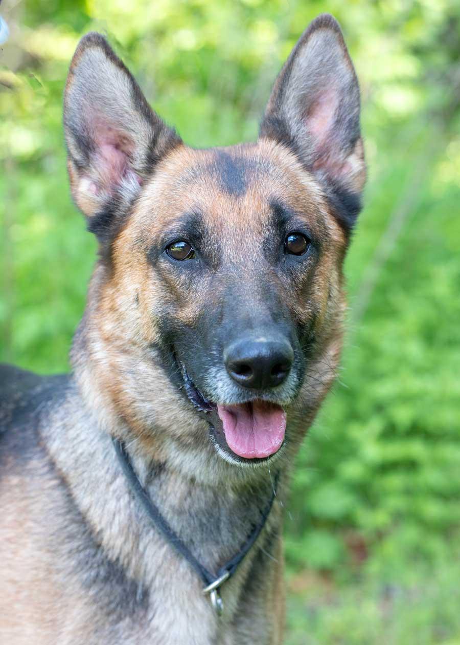 Dog for adoption - Nyx, a German Shepherd Dog in Wayland, MA | Petfinder