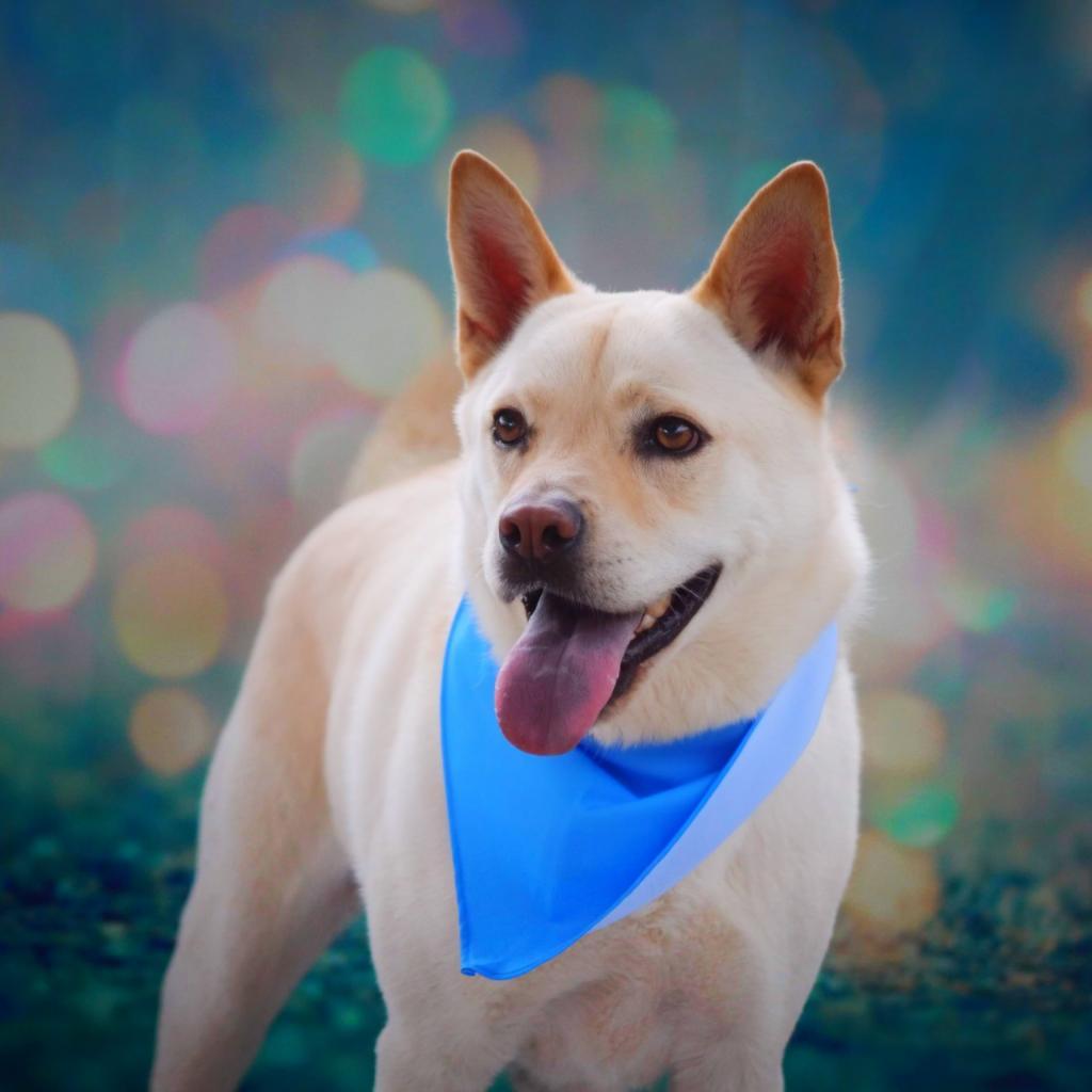 Dog for adoption - Jack Frosty JuM, a Jindo in Kirkland, WA | Petfinder