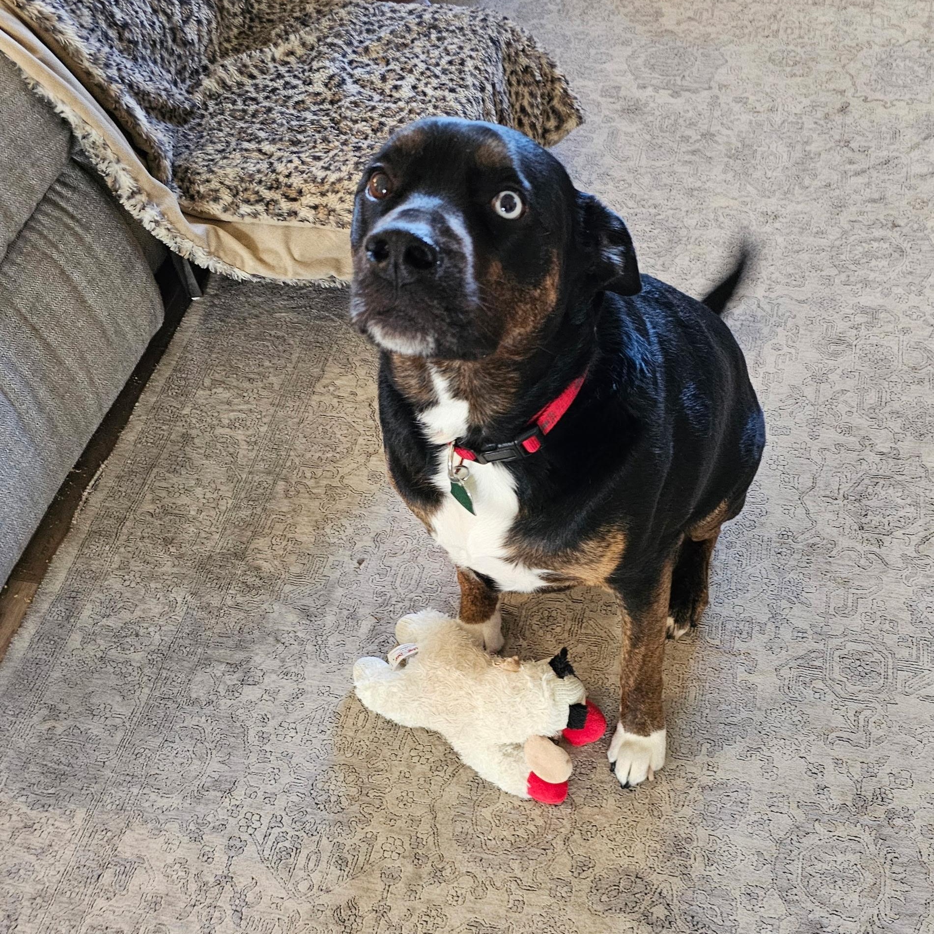 Dog for adoption - Ember (Courtesy Post), a Cattle Dog & Labrador ...