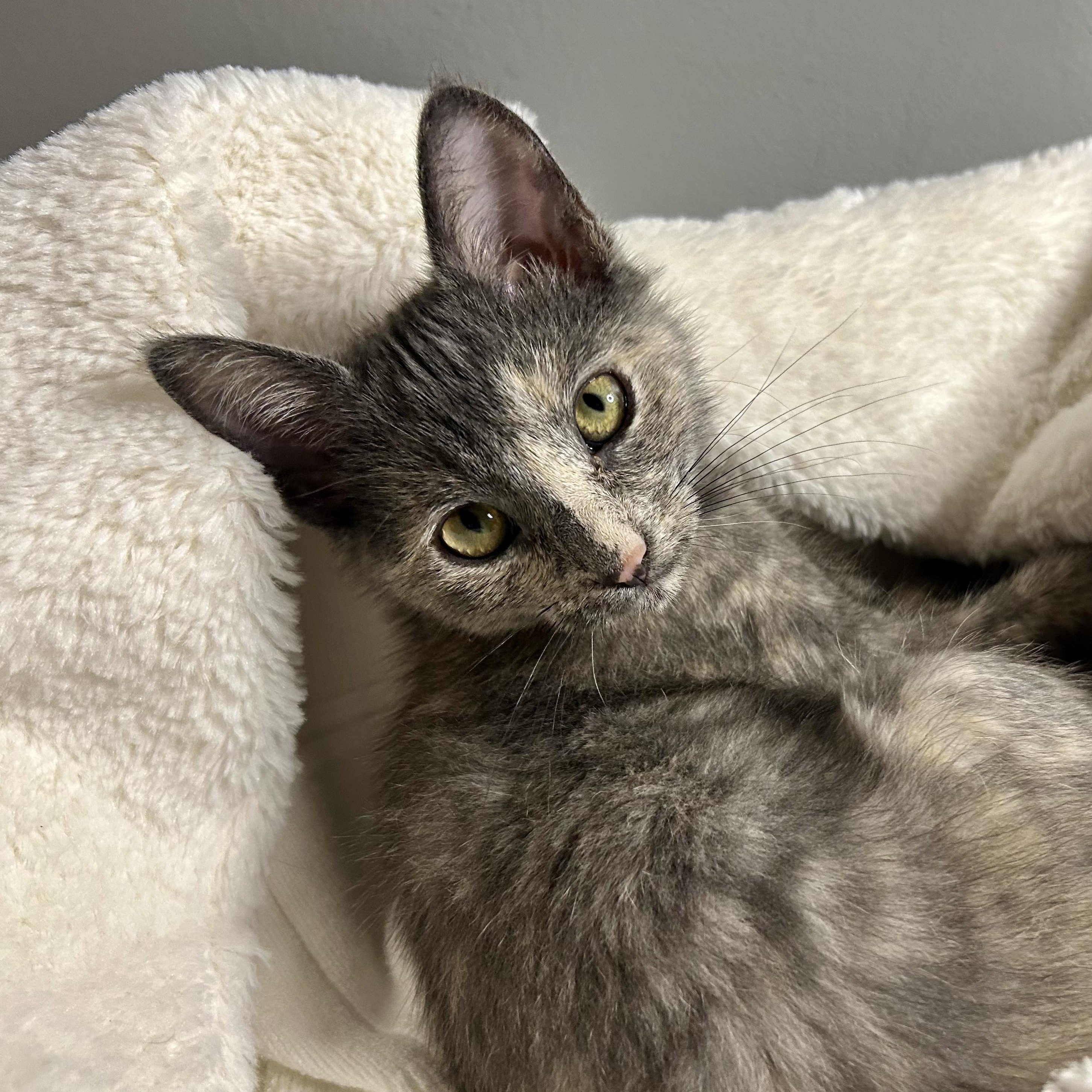 Cat for adoption - Pebbles (loves being in your lap), a Dilute ...