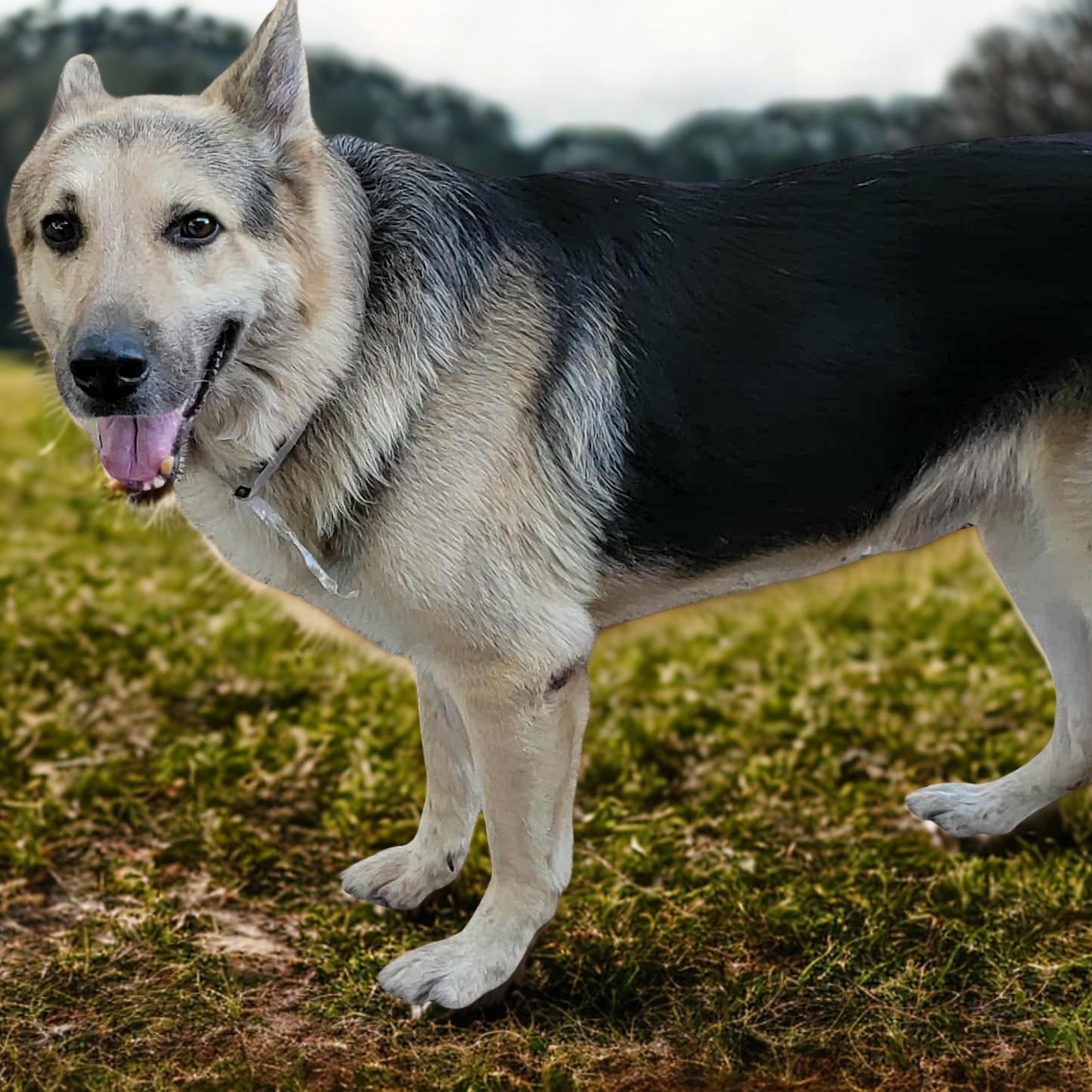 Dog for adoption - LUKE ALLEN GS, a German Shepherd Dog in ...